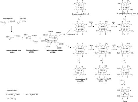Metabolic Pathway Leading To The Porphyrin Derivatives In Recombinant