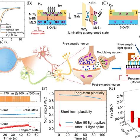 A Schematic Image Of Optoelectronic Synaptic Floating‐gate Transistor