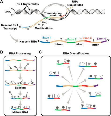 Importance And Impacts Of Rna Modifications In Biology Disease Medicine And Society