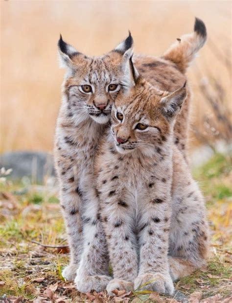 Two Beautiful Bobcat Kittens They Dont Get Much Cuter Than These Two