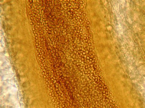 Vlab Laboratório Veterinário ServiÇos