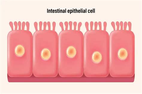 Free Enterocyte Clipart Images Freeimages