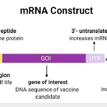 Typical MRNA Construct 16 Download Scientific Diagram