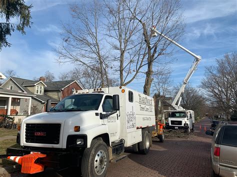 Tree Pruning Services In Centerburg Oh Hardwick Tree Care