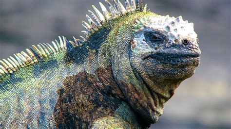 Are Iguanas Dangerous Understanding The Risks Iguana Busters