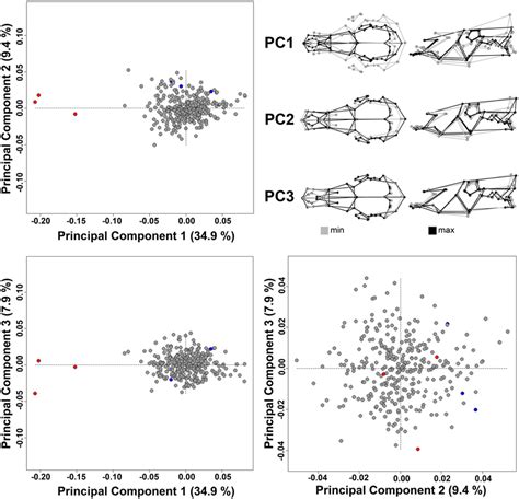 Principal Component Analysis Of The Skull Shapes Of Different Cattle Download Scientific