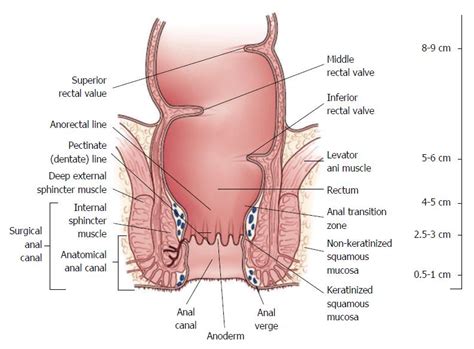 Rectal Cancer An Evidence Based Update For Primary Care Providers