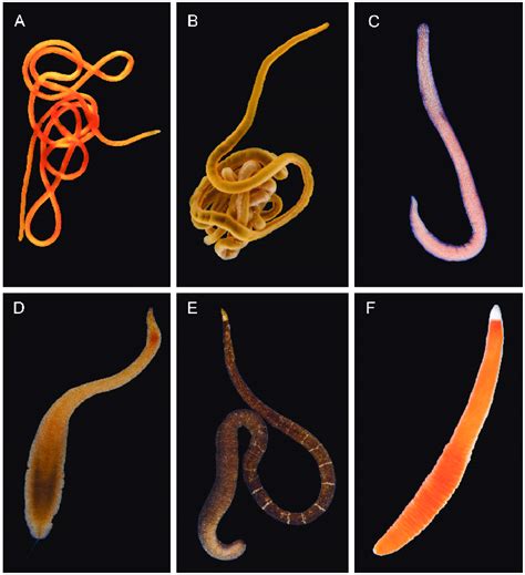 Live Habitus Of Selected Specimens A Cephalothrix Bipunctata Bürger