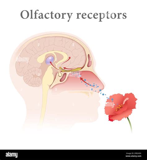 Olfactory System Diagram