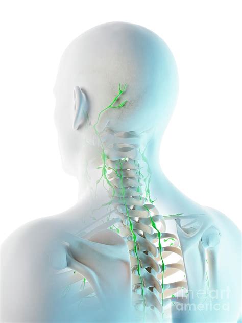 Lymph Nodes Locations Head