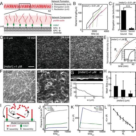 F‐actin Nucleation Determines Dynamics And Architecture Of Network