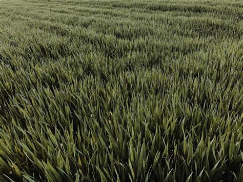 Faded Overgrown Grass Background Free Background By Picjumbo