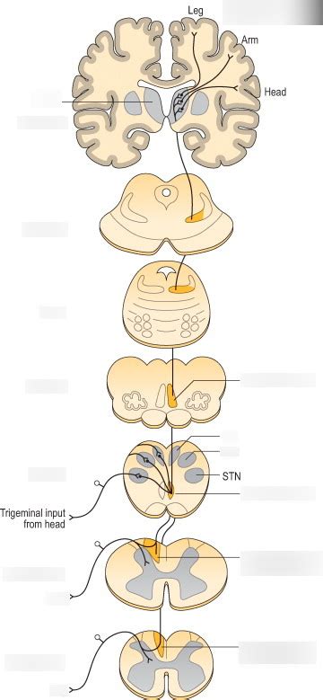 Dcml Pathway Diagram Quizlet