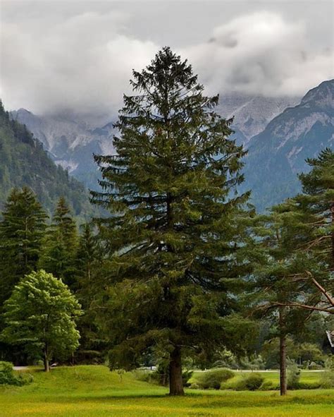 Spruce Tree Care Guide For Species Planting And Maintenance