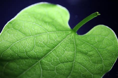 Green Leave Of Mimosa Tree It That Have Tiny Leaves Assembly Is A