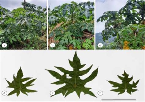Figure 1 From Sex Effect On The Telomer Length Elemental Composition