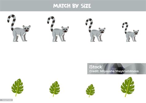 귀여운 여우 원숭이와 몬스 테라 잎을 크기별로 일치시킵니다 아이들을 위한 교육용 논리 게임 개체 그룹에 대한 스톡 벡터 아트 및