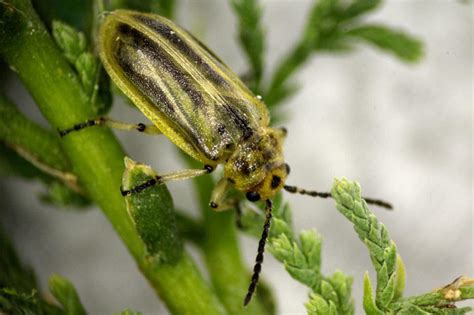 One Whats Good News For The Beetles Is Bad News For The Tamarisk
