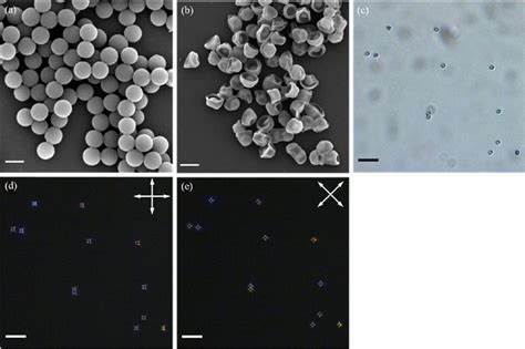 SEM Images Of A Coreshell Particles And B LC Shells Scale Bar Download Scientific