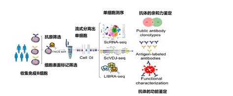 课程： 抗体工程2024春（2021生物技术） 主题 基于单细胞测序的抗体基因筛选