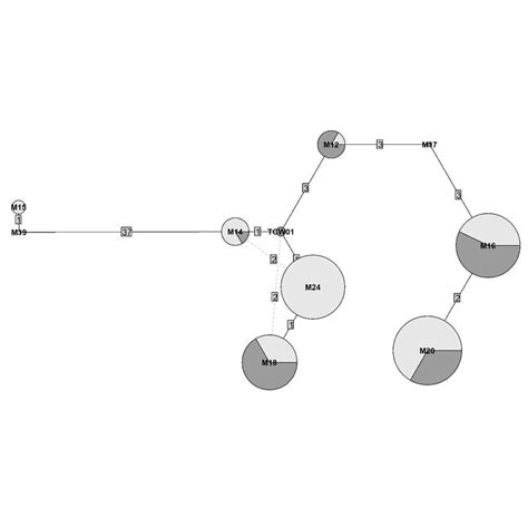 Minimum Spanning Network Based On Statistical Parsimony Mitochondrial