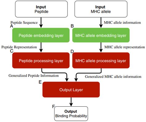 Mhcseqnet A Deep Neural Network Model For Universal Mhc Binding Prediction · Issue 320 · One