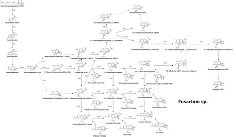Trichothecenes Pathway Mycotoxin Database