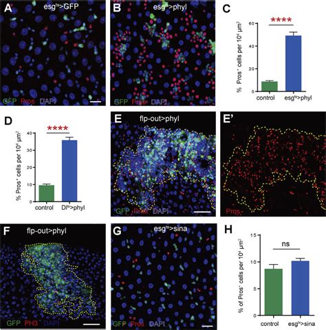 Phyl But Not Sina Acts As A Limiting Factor For Ee Cell Fate