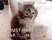 Cat Nap S Tenor