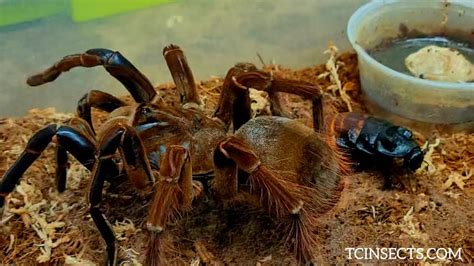 Big Eats Big Giant Bird Eating Tarantula Feeding On Giant Hissing Cockroach By Tc Insects