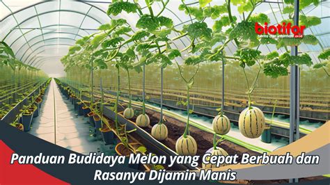 Panduan Budidaya Melon Yang Cepat Berbuah Dan Rasanya Dijamin Manis
