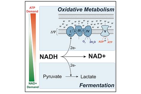 Cell Fermentation Process