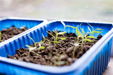 Pepper Seedlings Sprouted In The Ground In Containers On The Windowsill