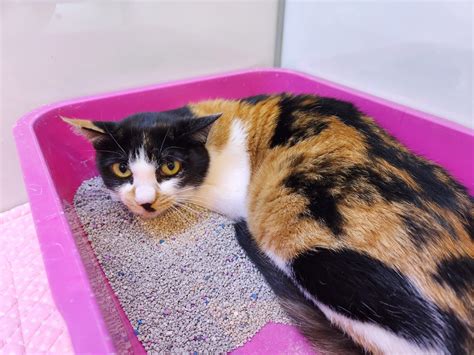 코리안숏헤어 꾸꾸 포미분양 포매라니안분양 포메리안분양 치아와분양 말티스분양 푸말티분양 러시아블루분양 포미분가격 포매라니안분양가격 포메리안분양가격 치아와분양가격 말티스분양가격