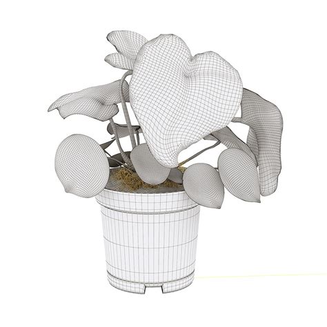 peperomy multi cycled 3d model turbosquid 1555103