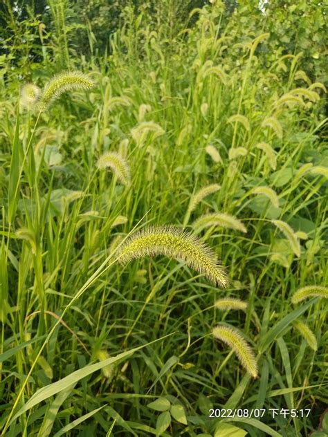 Foxtail Inews