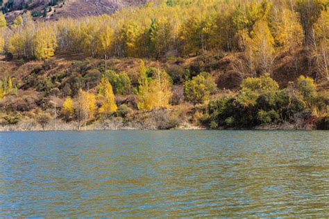 노란 나무가있는 산 호수 가을 풍경 키르기스스탄 아크 투즈 협곡 자연 배경 0명에 대한 스톡 사진 및 기타 이미지 0명 10월 강 Istock