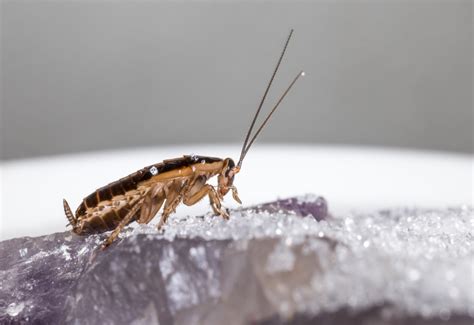 German Cockroach Pest Control Services In Sacramento
