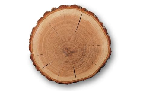 premium photo log cross section