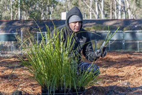 Tree Plantation Drive Brisbane Australia Tree Plantation Drive Brisbane Australia