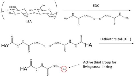 Ha Derivative Modified With Thiol Groups For Disulphide Or Thiol Ene