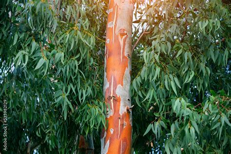 The Eucalyptus Tree Is One Of The Most Famous Endemics Of Australia