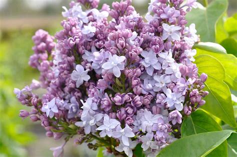 'Nadezhda' - parfum de nature