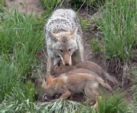 Can Great Pyrenees Kill Coyote