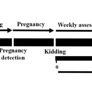 Schematic Representation Of The Main Experimental Activities During The Download Scientific