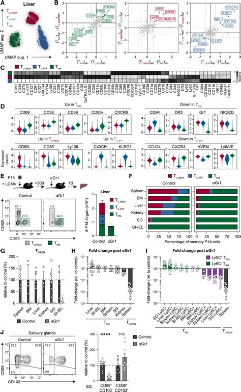 Single Cell Protein Expression Profiling Resolves Circulating And