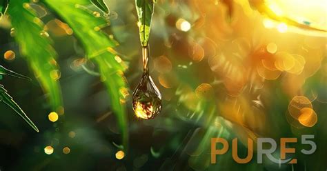 Cannabis Processing Explained By Pure5™