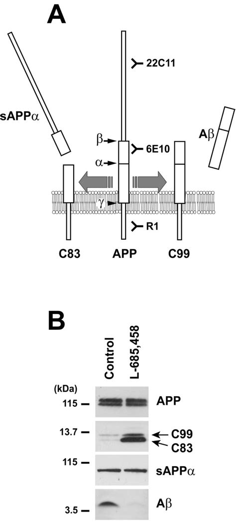 App Processing A Schematic Representation Of App Processing App Download Scientific Diagram