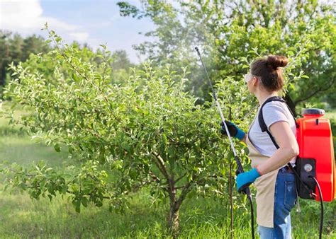 How Often To Spray Apple Trees Tips For Timely Treatments And