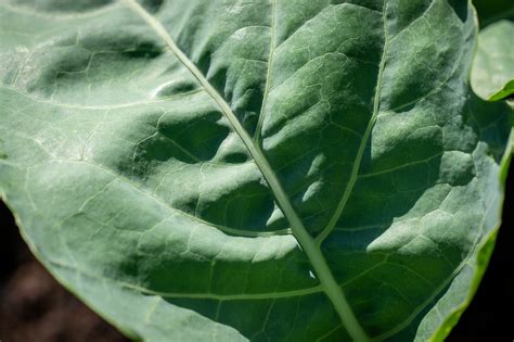 Cabbage Leaf Illustration